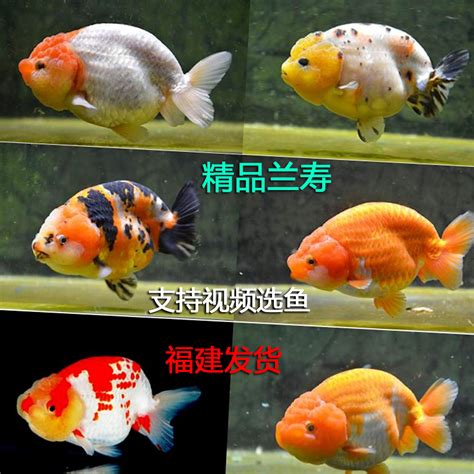 蓝瘦鱼图片大全大图 鱼的图片大全大图 大山谷图库