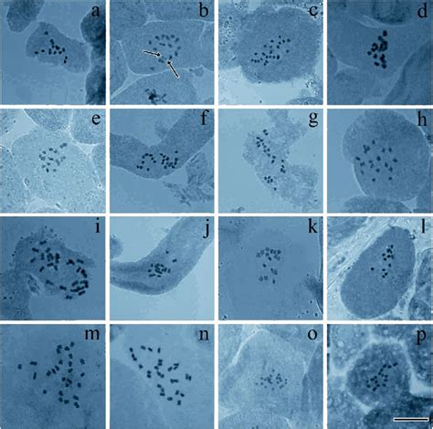 Mitotic Metaphase Chromosomes Of Species Of Salvia For Which We