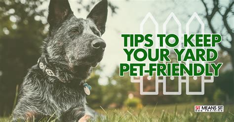 Tips To Keep Your Yard Pet Friendly Sit Means Sit Dog Training