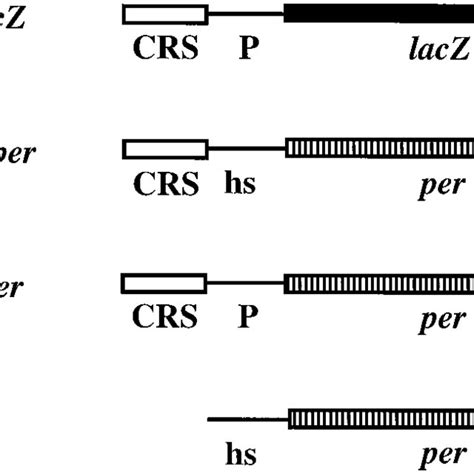 Schematic Drawings Of Transgenic Constructs CRS Per Circadian Download Scientific Diagram