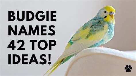 Budgie Names 42 Top Ideas [parakeet And Budgerigar] Names Youtube