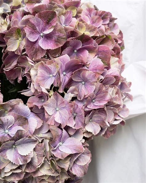 Hydrangea Magical Ruby Classic Lavender Tokyo Plant Catalog