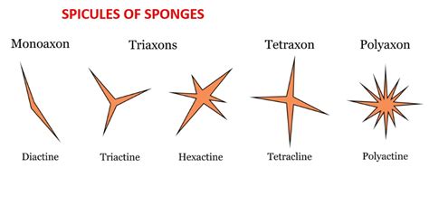 Spicules Of Sponges