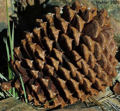 Jeffrey Pine Pinus Jeffreyi