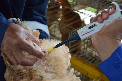 Cara Inseminasi Buatan Pada Ayam Podomoro Feedmill