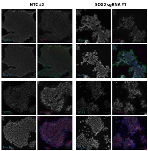 Functional Protein Knockout In Ipscs With Dharmacon Edit R Crispr Reagents