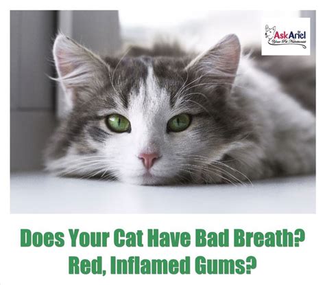Autoimmune Disease In Cats Mouth Loma Rhoades