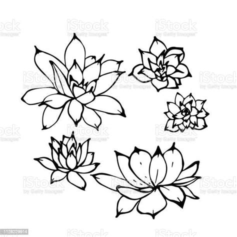 손으로 그린 벡터 일러스트 레이 션 Echeveria 즙이 많은 식물의 설정 위에서 보기 선형 잉크 윤곽선 그리기 흰색 배경에 고립 가을에 대한 스톡 벡터 아트 및 기타
