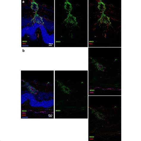 Pdf Mhc Class Ii Expression And Potential Antigen Presenting Cells In