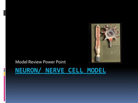 Solution Neuron Nerve Cell Model Studypool