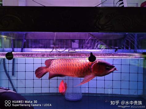又是吃酒养鱼的一天 知乎