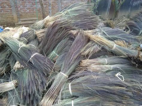 Broom Grass In Guwahati Assam Get Latest Price From Suppliers Of