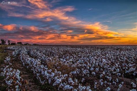 Cotton Album On Imgur