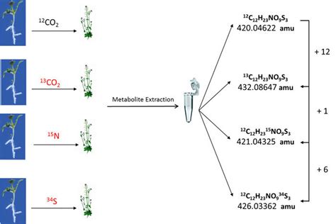 Isotope Labeling