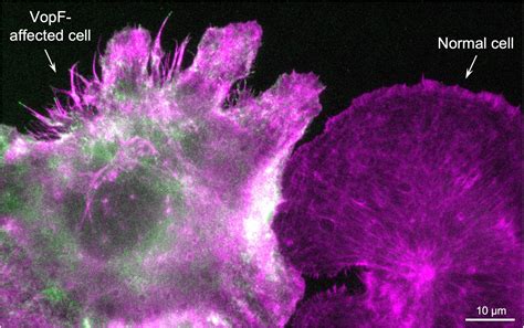 Toxins Force Construction Of ‘roads To Nowhere