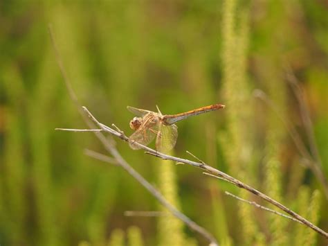Premium Photo Close Up Of Insect On Twig