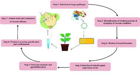 Steps Involved In The Production Of Plant Based Vaccine Download Scientific Diagram