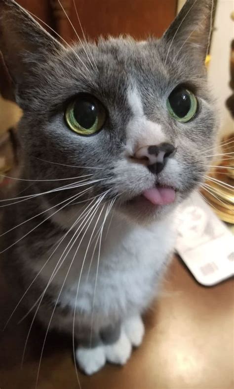 Cute Morning Blep Rblep