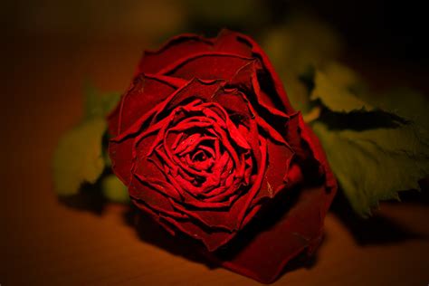 배경 화면 검은 애정 빨간 사진술 녹색 노랑 장미 꽃 담홍색 빛 색깔 어둠 꽃잎 육상 식물 꽃 피는 식물 오르간 닫다 매크로 사진 정원