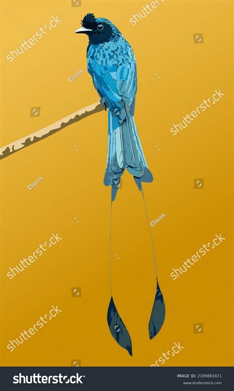 21 Drongo Bird Stock Vectors Images And Vector Art Shutterstock