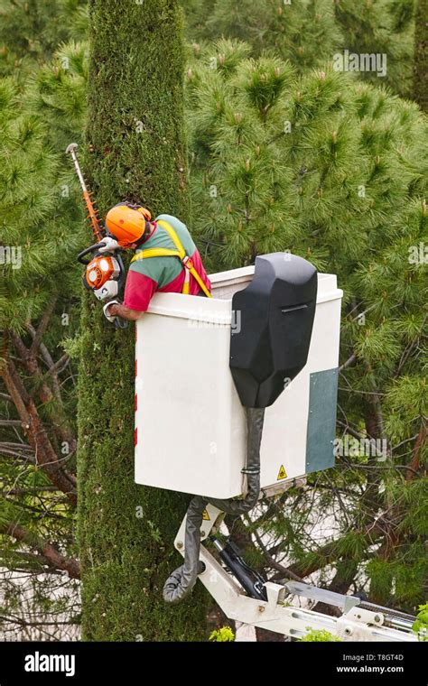 Equipped Worker Pruning A Tree On A Crane Gardening Works Stock Photo Alamy