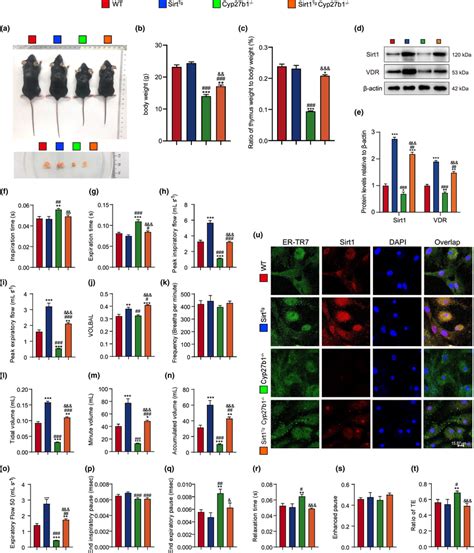 Sirt1 Overexpression Improves Pulmonary Dysfunction In VDdeficient