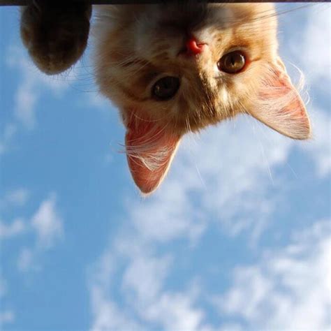 猫猫 堆糖美图壁纸兴趣社区