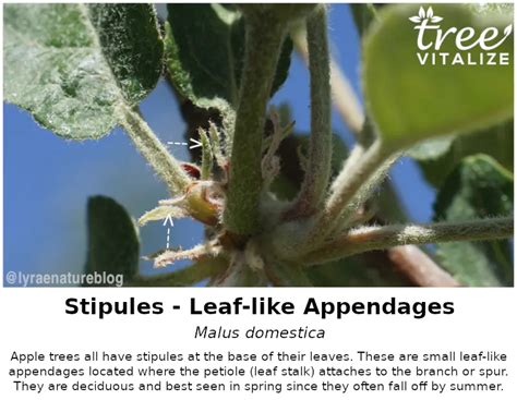 Different Types Of Apple Trees With Identifying Features