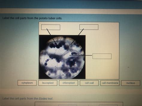Potato Cell Labeled