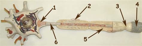 A Typical Multipolar Neuron Diagram Quizlet