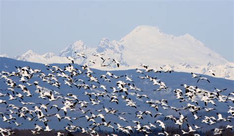 Snow Geese With Mount Baker In Background Shutterbug