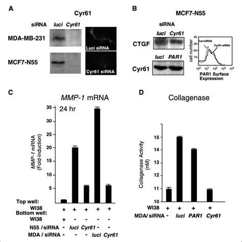 Activation Of Par1 Induces Cyr61 Mrna Expression In Breast Cancer