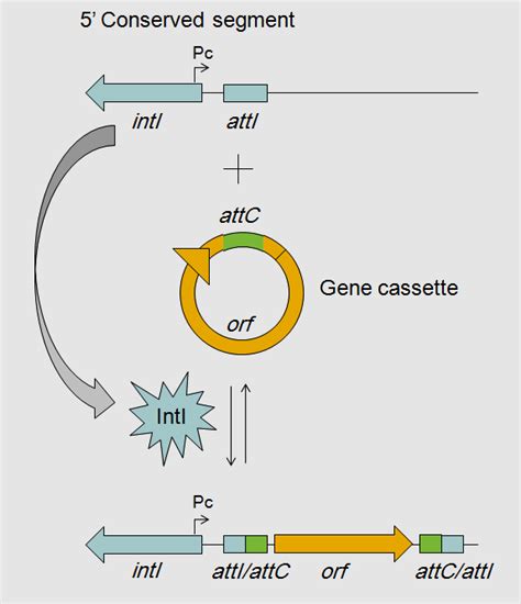 Outline Of The Process Of Integron Mediated Insertion Of A Circular