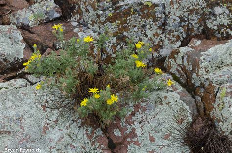 Stiffleaf False Goldenaster Heterotheca Stenophylla Grow Flickr