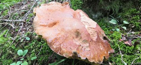 Porcino Record Raccolto Nei Boschi Di Massimeno Campane Di Pinzolo It