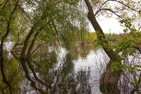 Premium Photo Trees In The Water After The Spill Of A Large River