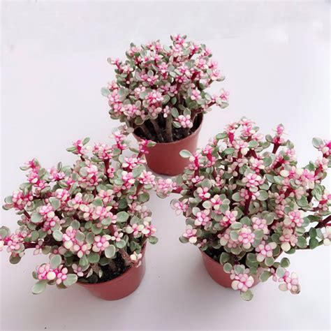 彩色雅乐之舞多肉植物盆栽办公室阳台金枝玉叶肉肉绿植花卉防辐射虎窝淘