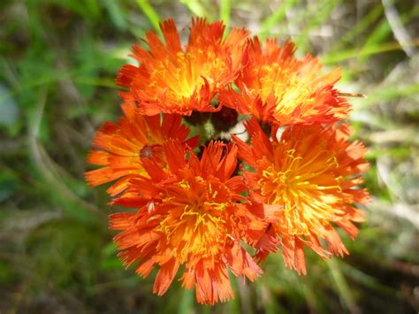 2020 01 31 Blumen Orange BAKAWI Flickr
