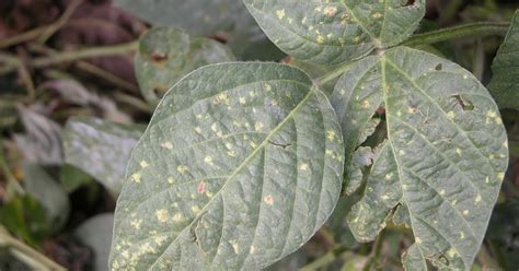 The Soy Report Downy Mildew Of Soybean