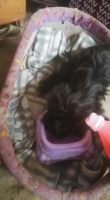 La Cachorrita Negra Que Fue Encontrada Con Infección Hoy Fue Su último Día De Tratamiento Y Esta