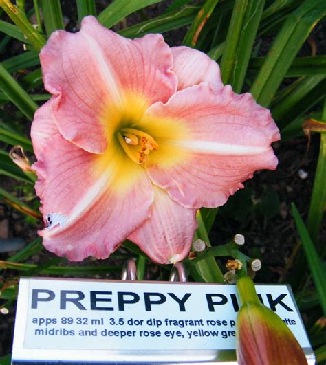 Preppy Pink Qb Daylily Gardens
