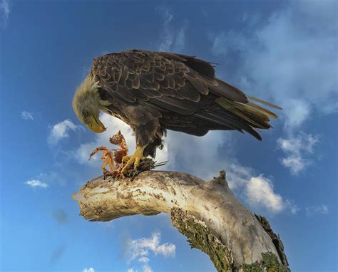 Bald Eagle Eating A Animal2 Photograph By Franklin Baker Fine Art