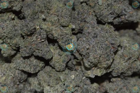 Wizard Fuel Cannabis In Dc Palm Trees Dc Cannabis Dispensary Dc