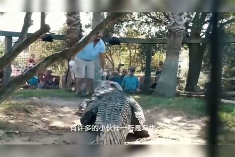 自然界中最胆大的鸟，将头伸进鳄鱼的嘴里抢食，鳄鱼竟然还不敢咬
