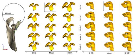 Particle Based Shape Modeling