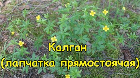 Калган Фото И Описание – Telegraph