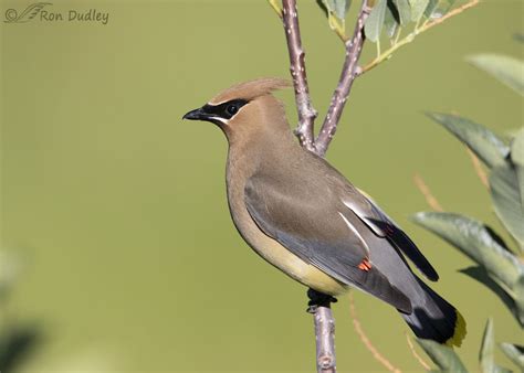 Why Do Some Cedar Waxwings Lack Red Waxy Tips On Their Wings
