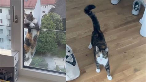 Il Gatto Si Affeziona A Una Famiglia E Torna Settimane Dopo Con Un