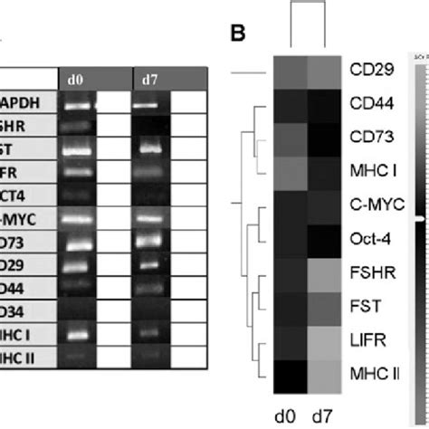 Qualitative A And Quantitative B Rt Pcr Analysis For The Expression