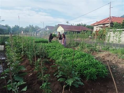 Warga Hatebicara Sulap Lahan Kosong Jadi Kebun Pangan Nabati - terasmalut.ID